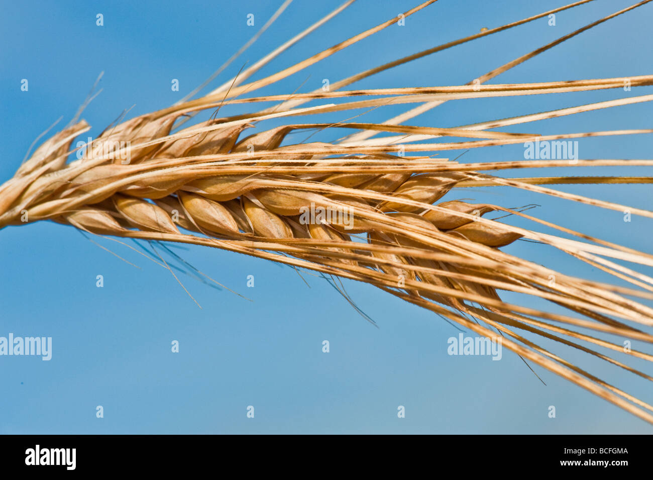 A spike of wheat against the blue sky Stock Photo - Alamy