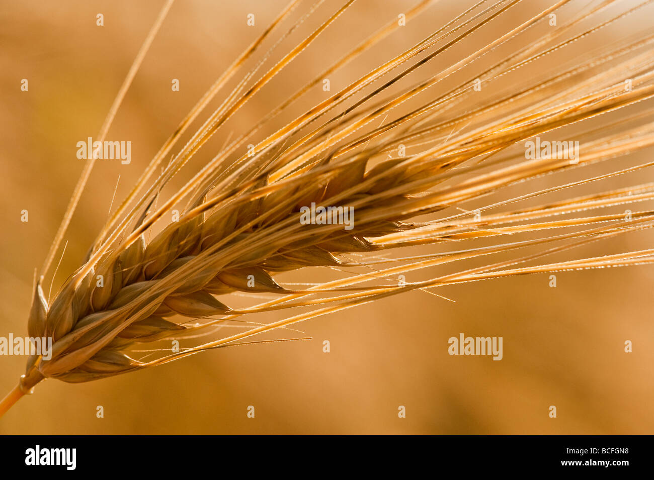 Wheat spike hi-res stock photography and images - Alamy