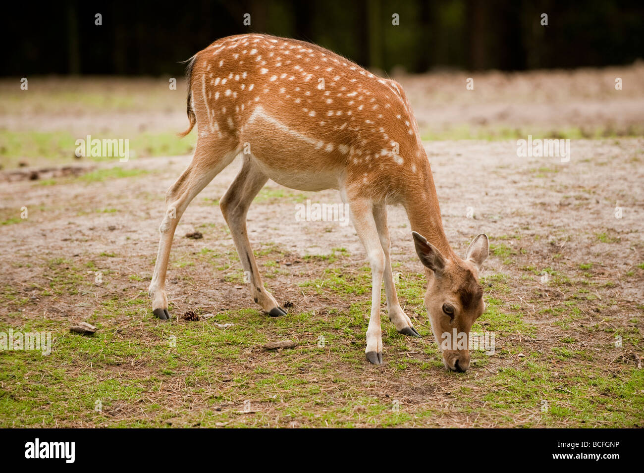 Animal Eaing High Resolution Stock Photography and Images - Alamy