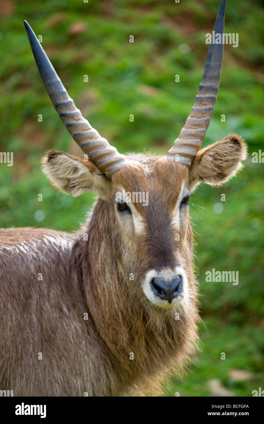 Waterbuck (Kobus ellipsiprymnus) portrait Stock Photo - Alamy
