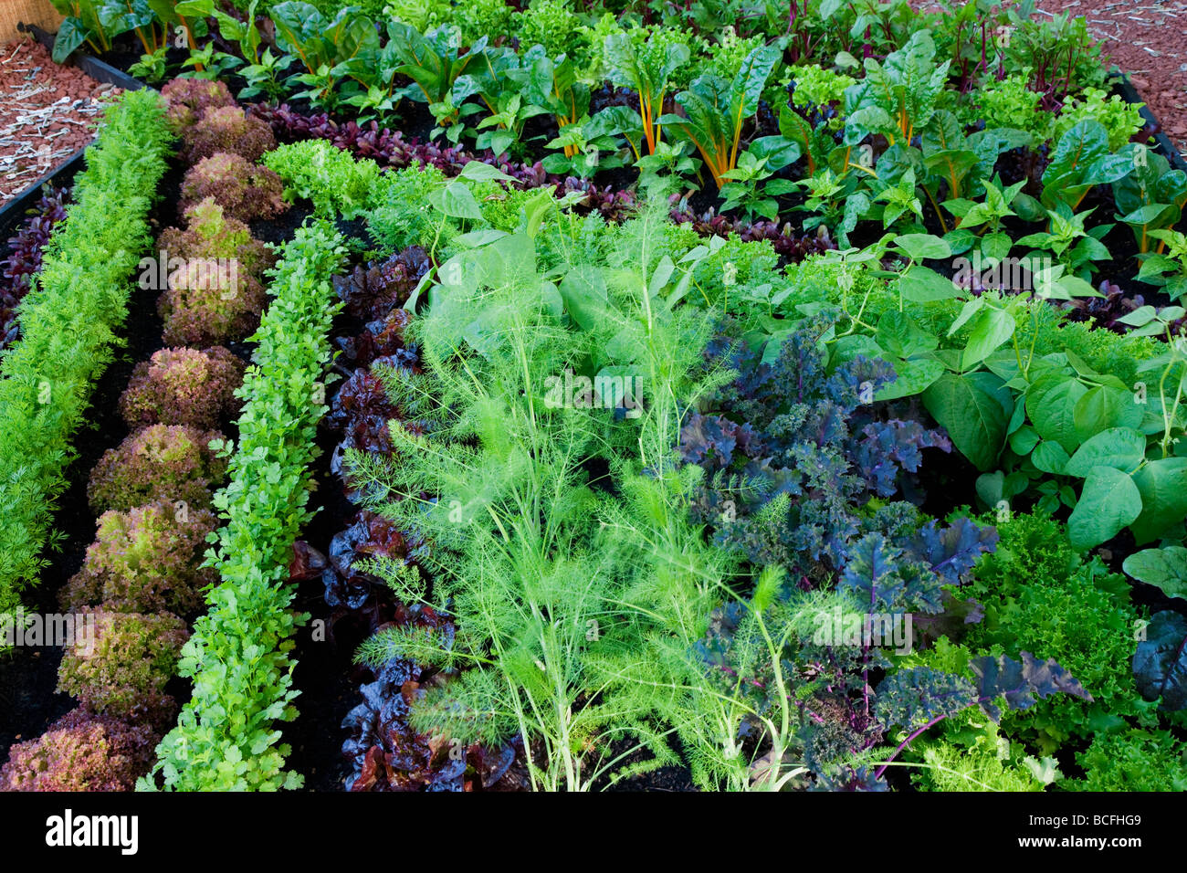 Rows of salad crops in triangle Stock Photo - Alamy