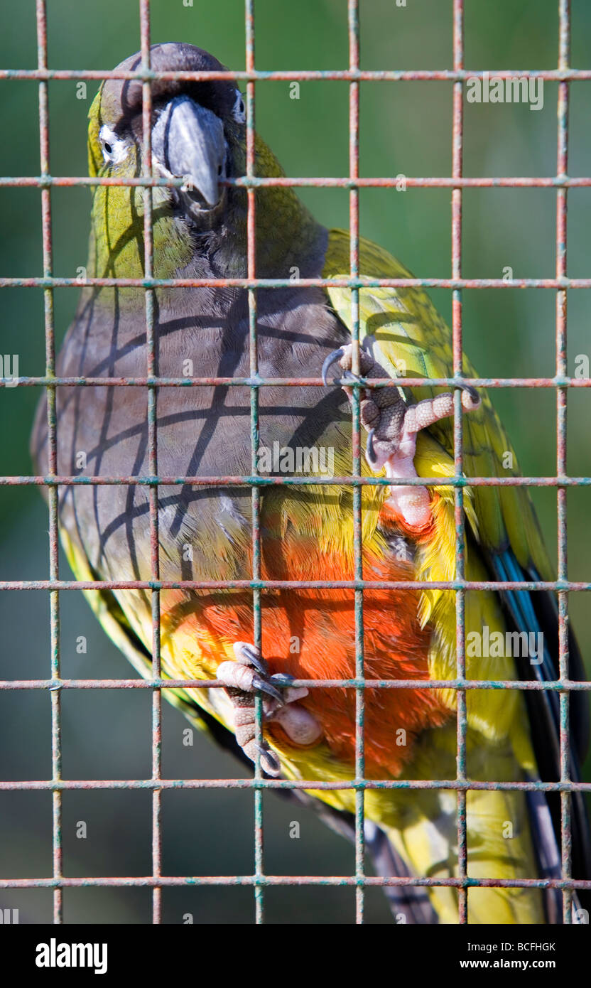 Burrowing Parakeet (Cyanoliseus patagonus) also known as the Patagonian ...