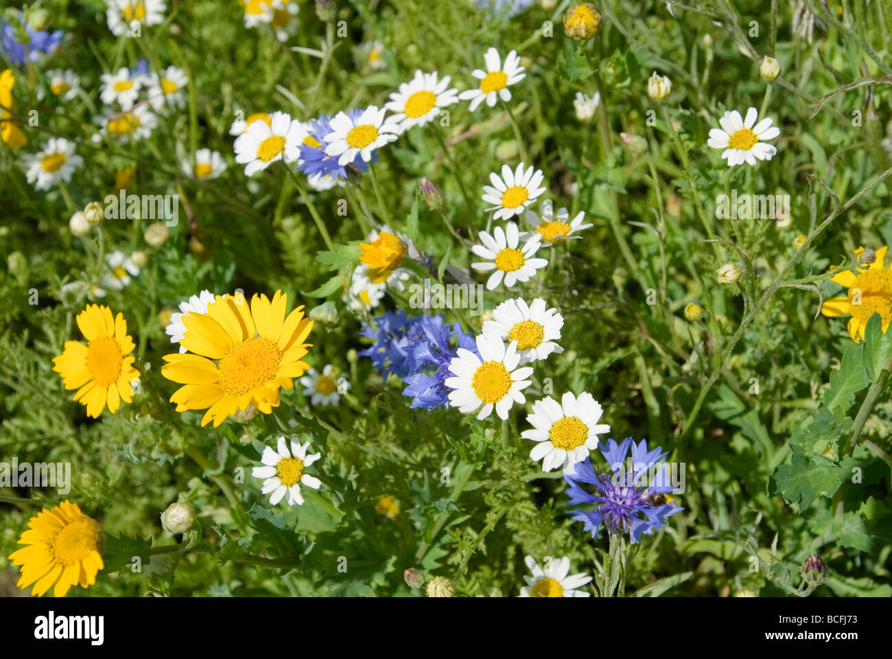 Wildflowers on roadside verge Stock Photo - Alamy