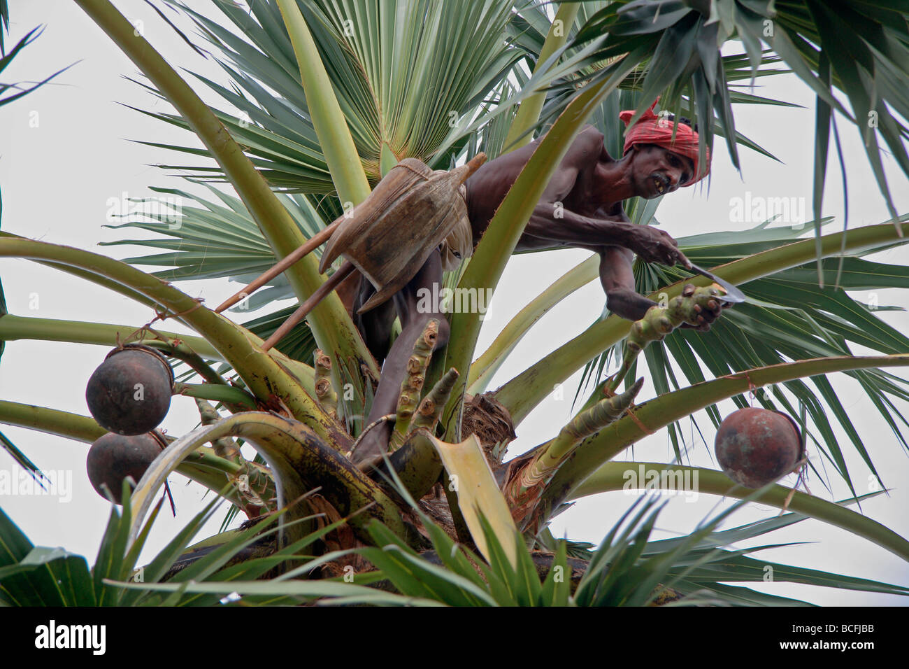 Toddy tapper hi-res stock photography and images - Alamy