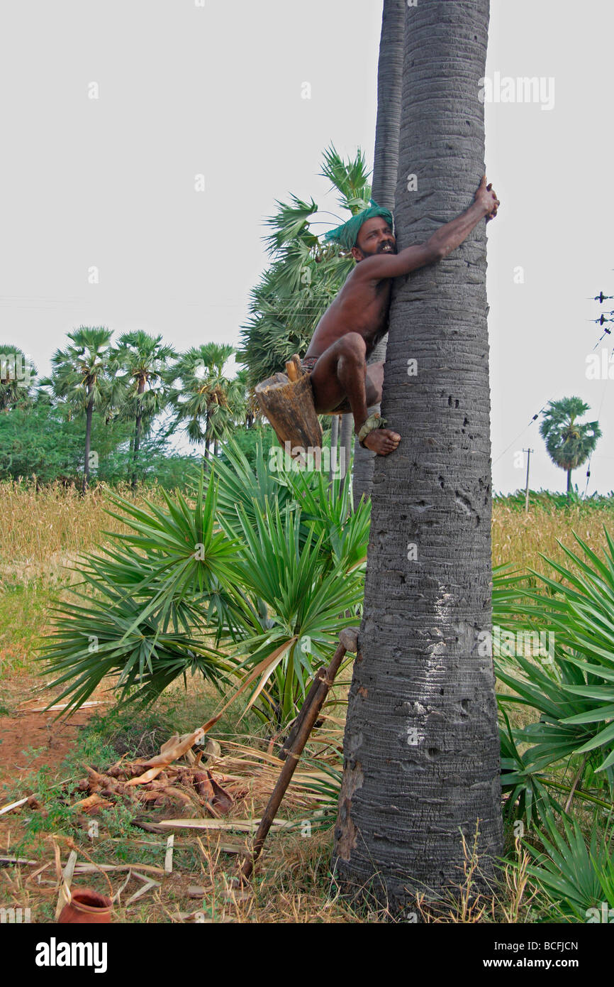 Toddy tapper in tamilnadu hi-res stock photography and images - Alamy