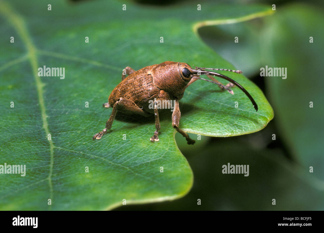 Acorn weevil Curculio venosus Curculionidae on oak UK Stock Photo - Alamy