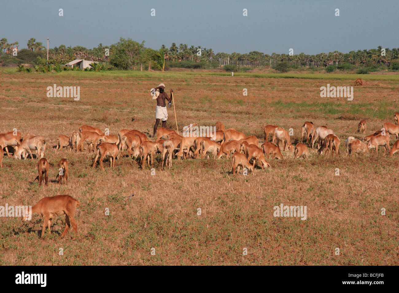 Indian shepherd hi-res stock photography and images - Alamy