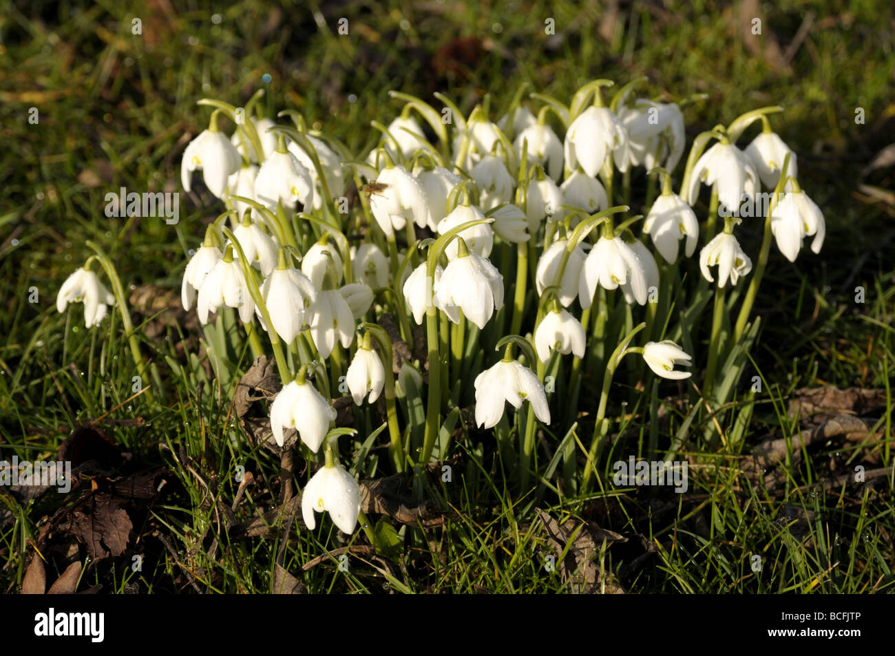 Snowdrop (Galanthus nivalis Stock Photo - Alamy