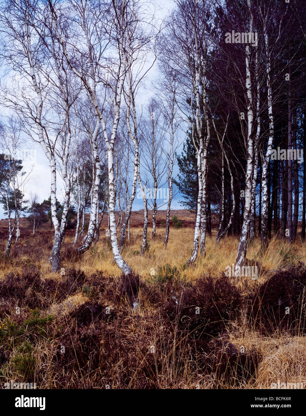 Downy birch trees hi-res stock photography and images - Alamy