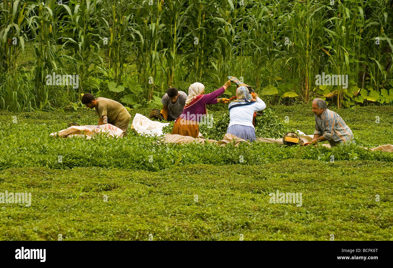 Turkish worker in tea plant in east Turkey Stock Photo - Alamy