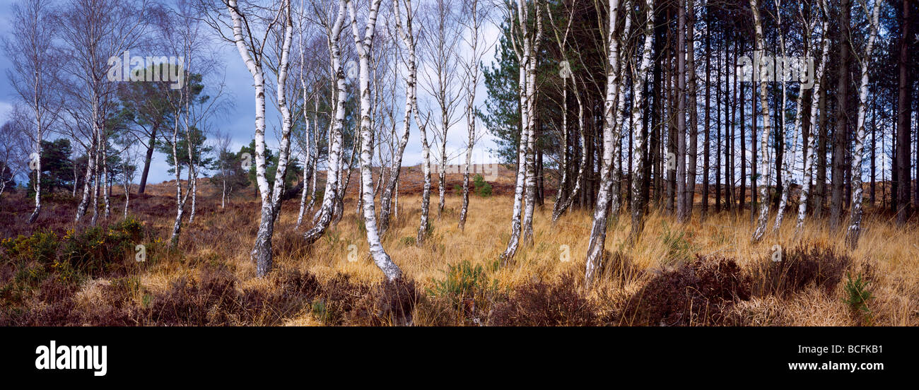 Wareham forest hi-res stock photography and images - Alamy
