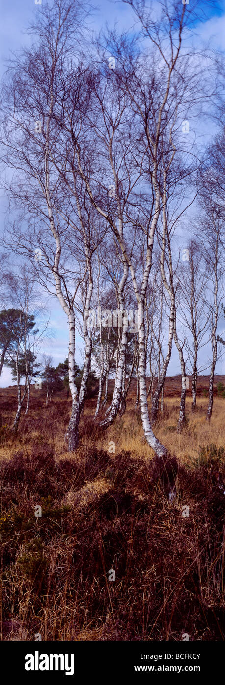 Wareham wareham hi-res stock photography and images - Alamy