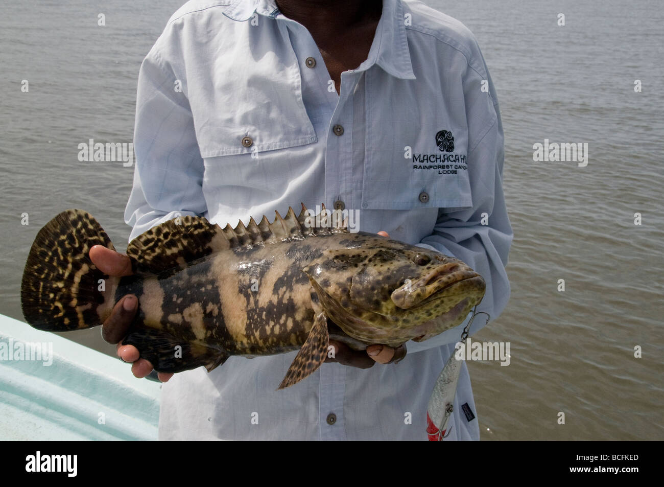 Giant Goliath Grouper Jewfish