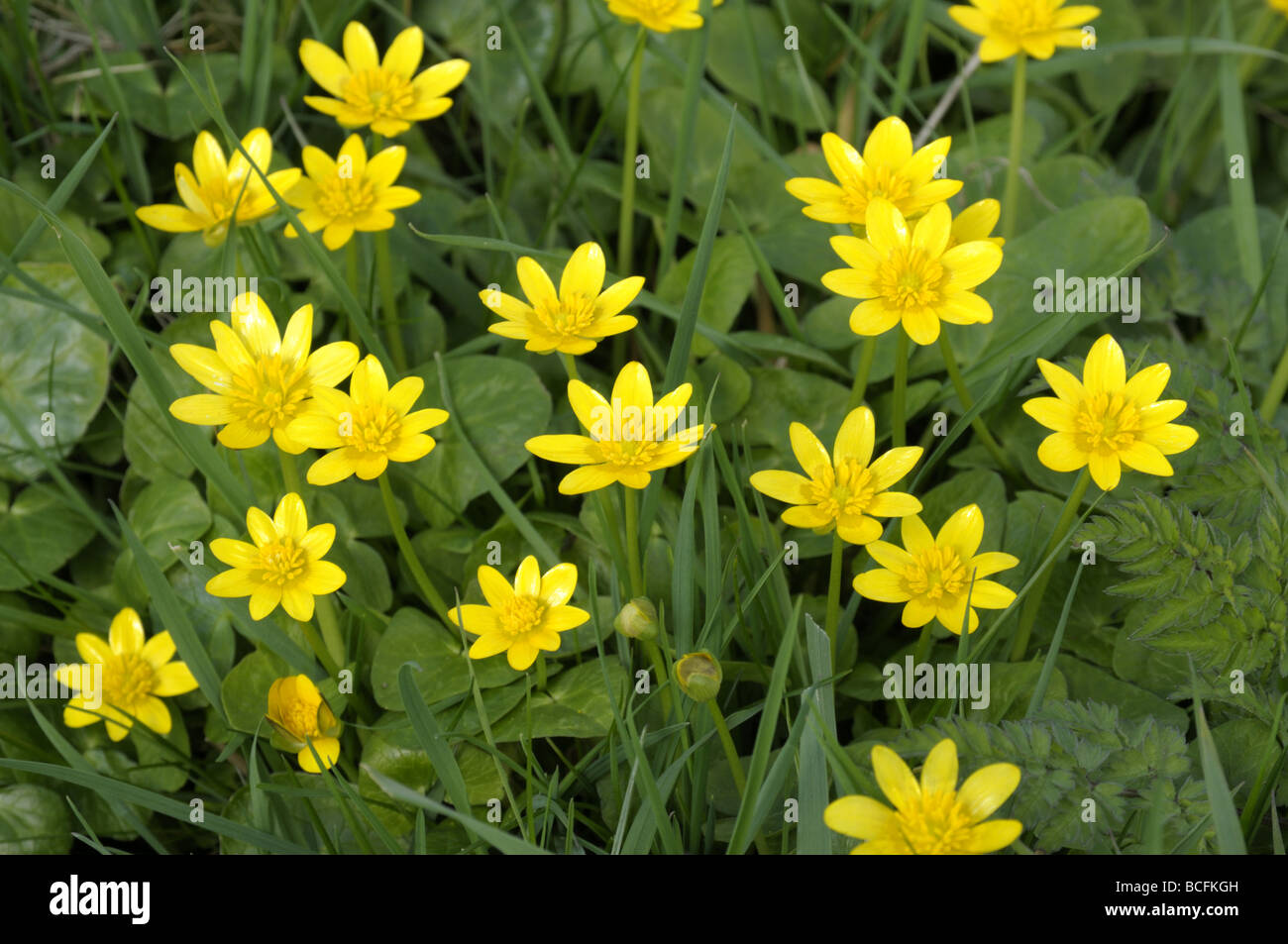 Lesser celandine (Ranunculus ficaria Stock Photo - Alamy