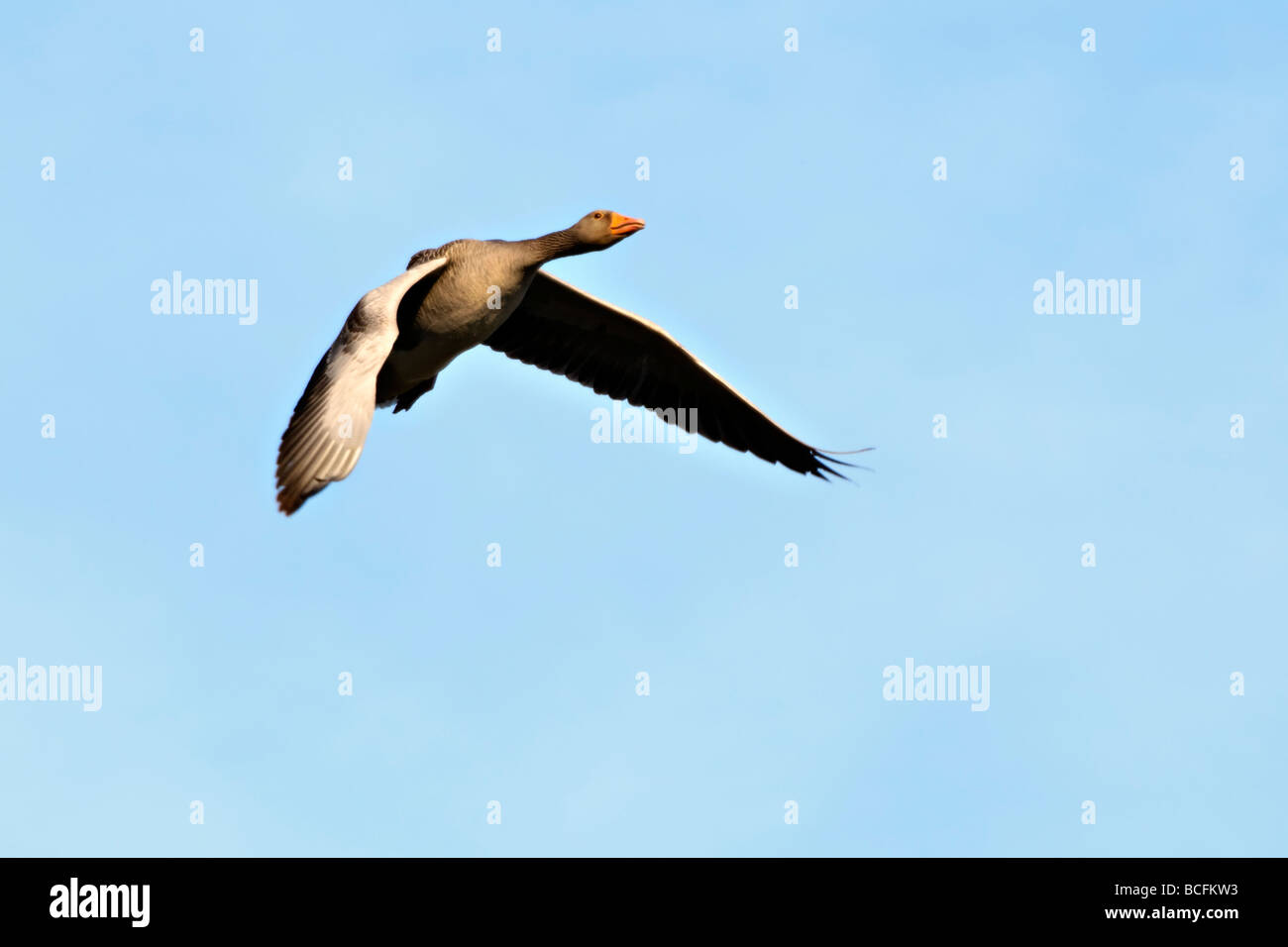 Greylag goose in flight against a blue sky Stock Photo - Alamy