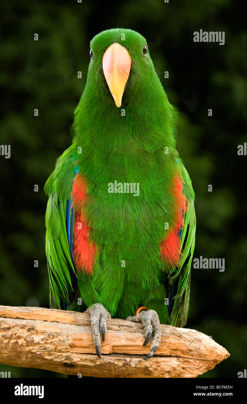 A perching Eclectus Parrot that is native to the Solomon Islands Stock ...