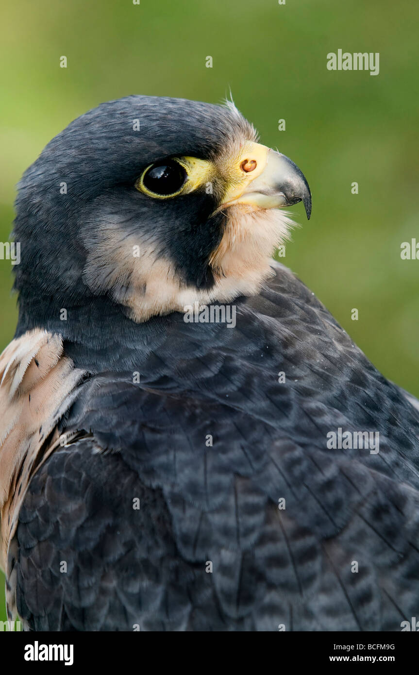Close up profile of a magnificent Peregrine falcon the fastest bird on ...