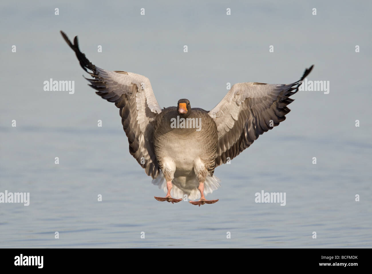 Grey goose in flight hi-res stock photography and images - Alamy