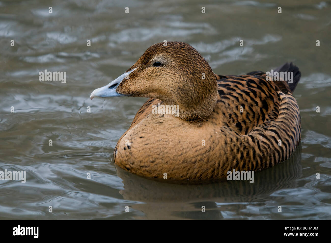 Female Common Eider duck floats around on the lake- Somateria ...