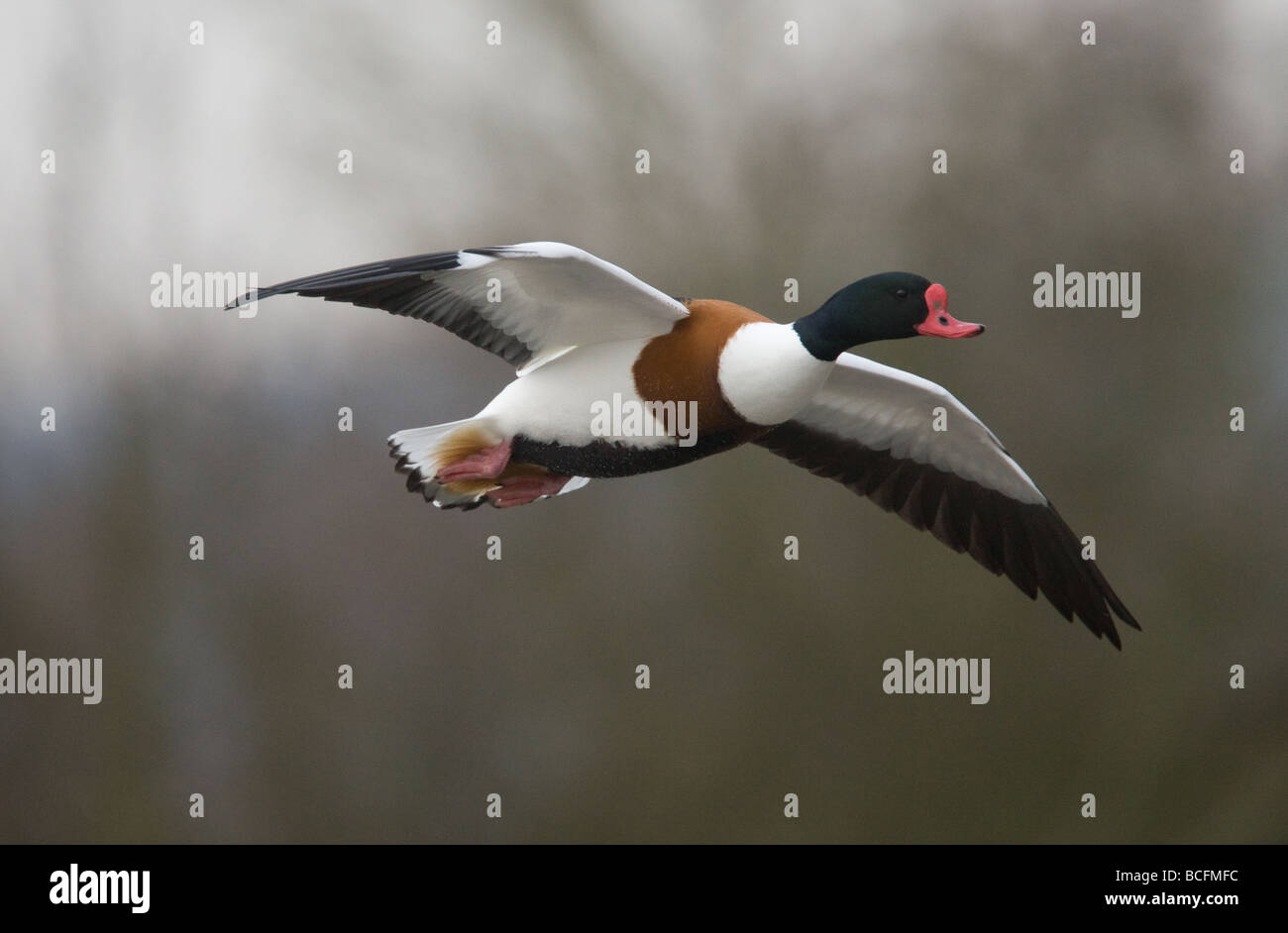 Tadoma tadoma hi-res stock photography and images - Alamy