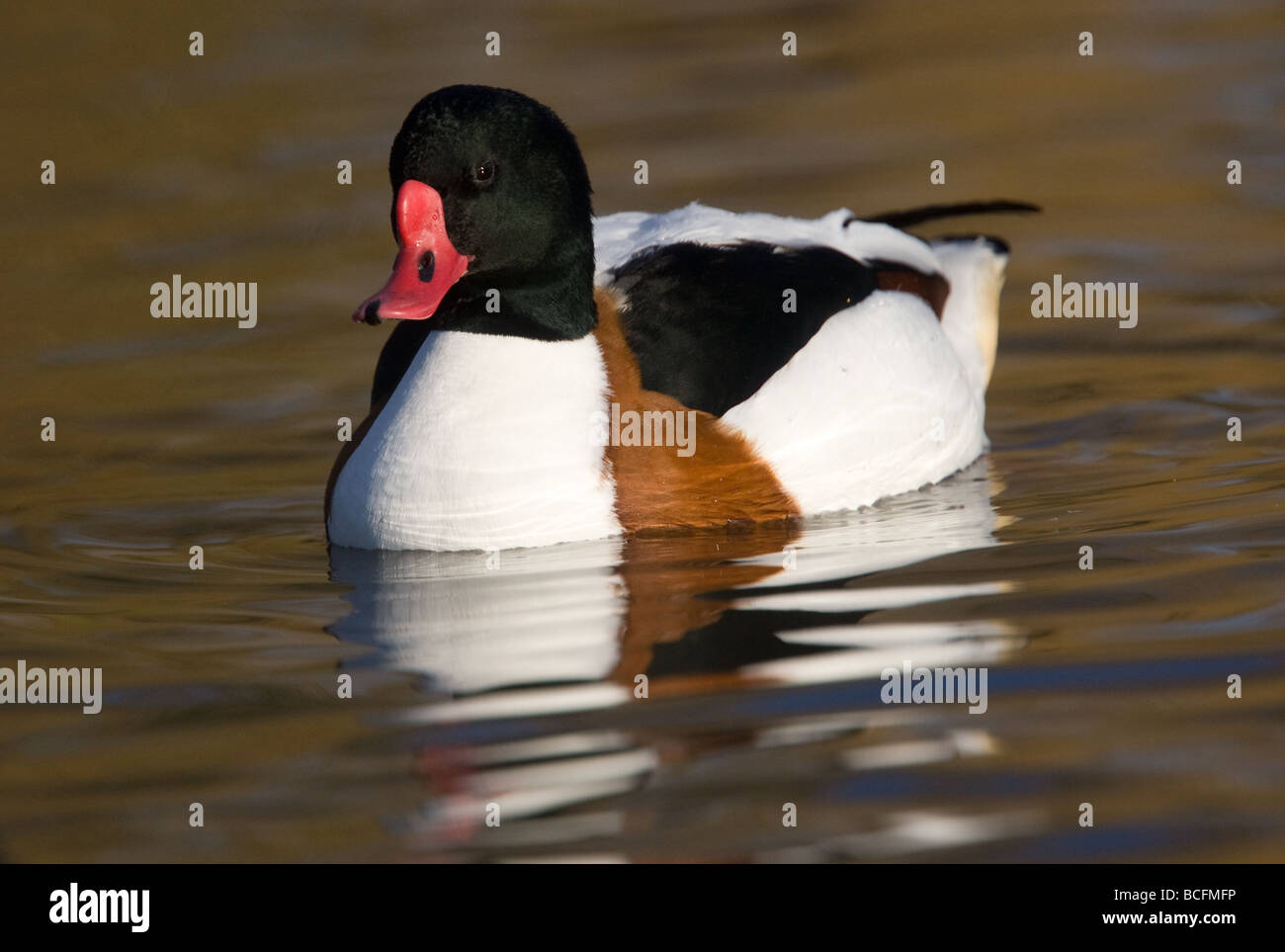 Tadoma tadoma hi-res stock photography and images - Alamy