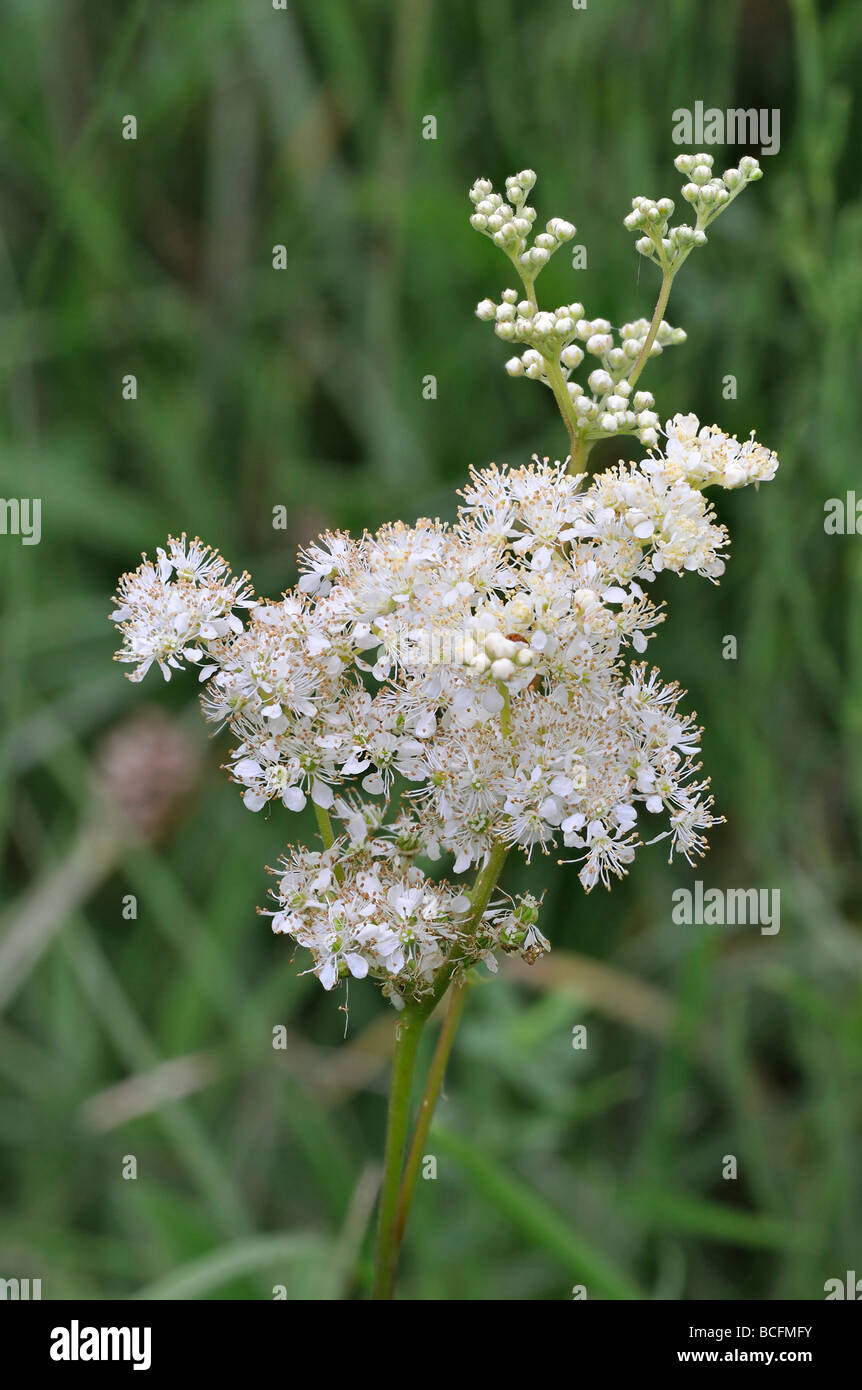Meadowsweet Filipendula ulmaria Stock Photo - Alamy