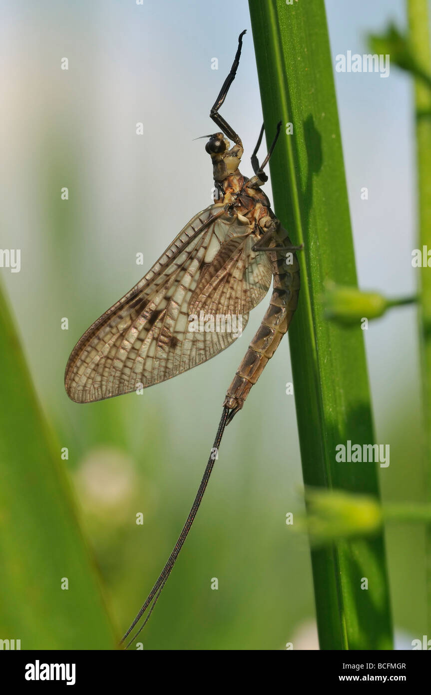 Mayfly Ephemera vulgata Stock Photo - Alamy