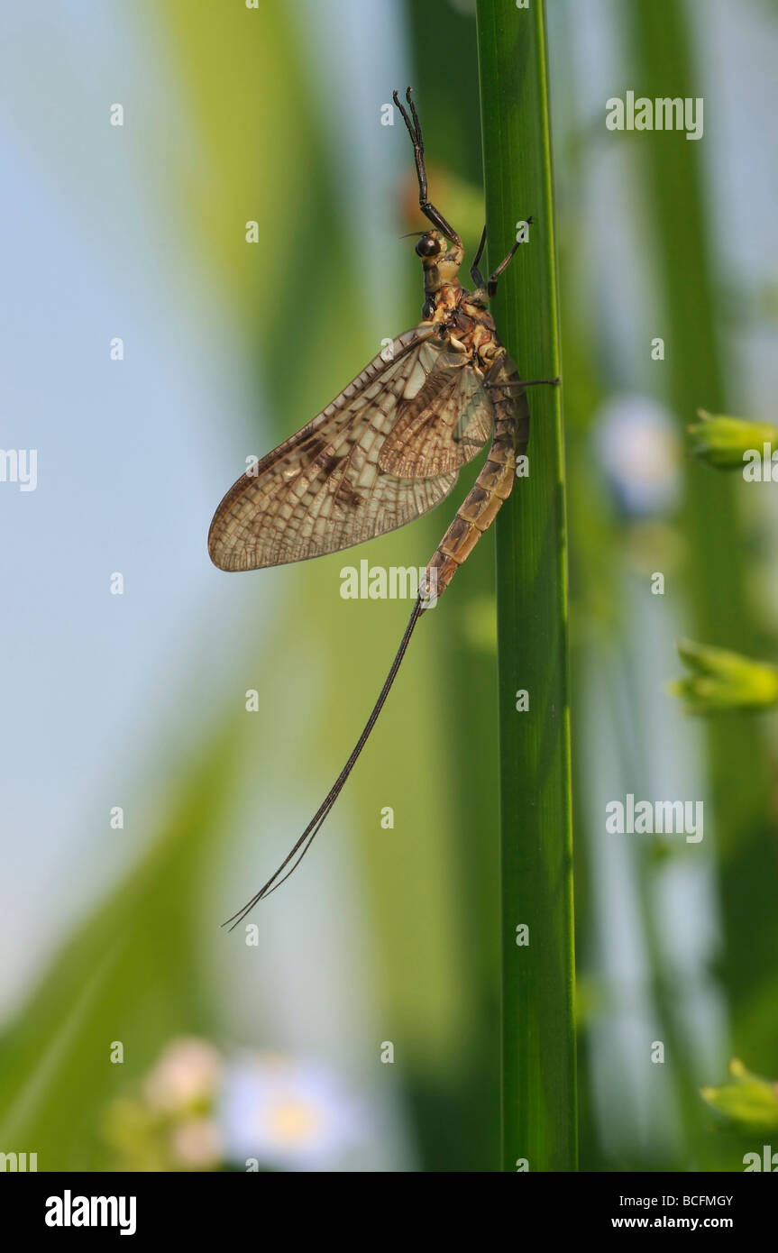 Mayfly Ephemera vulgata Stock Photo - Alamy