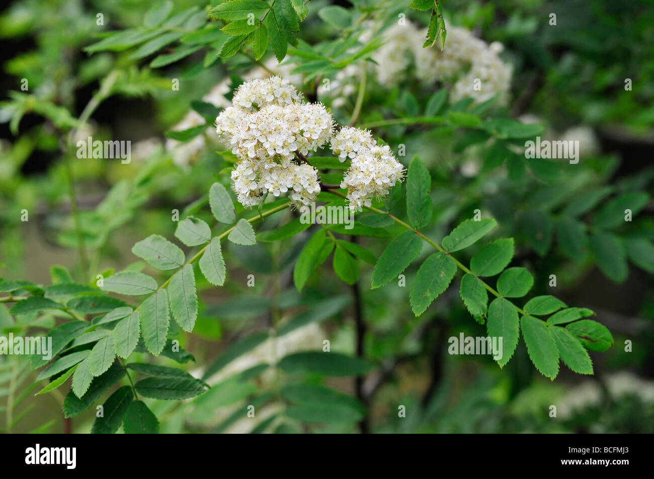 Rowan or Mountain Ash Flowers Sorbus aucuparia Stock Photo - Alamy