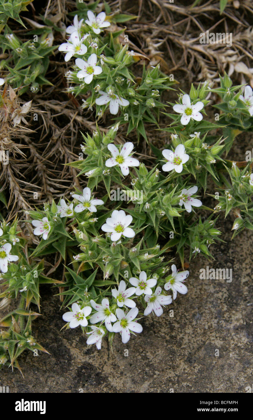 Arenaria hi-res stock photography and images - Alamy