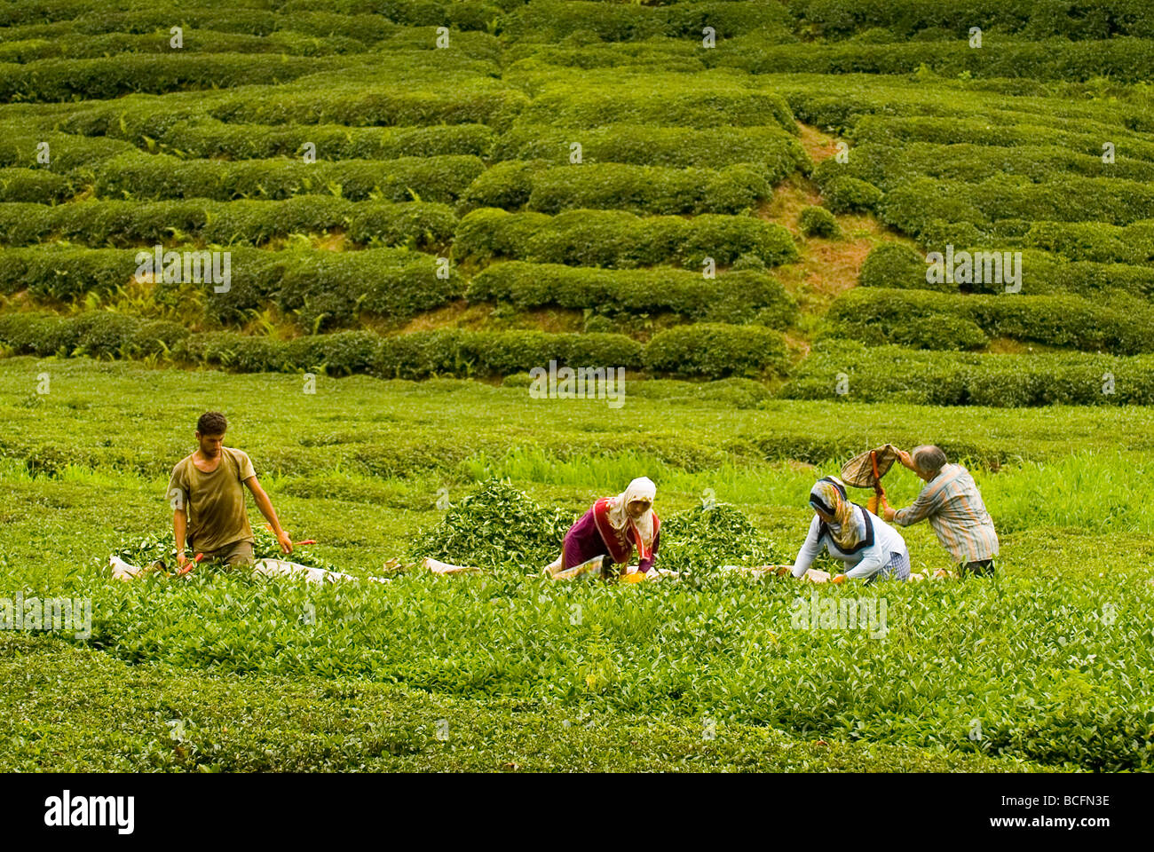 Turkish workers in tea plant in east Turkey Stock Photo - Alamy