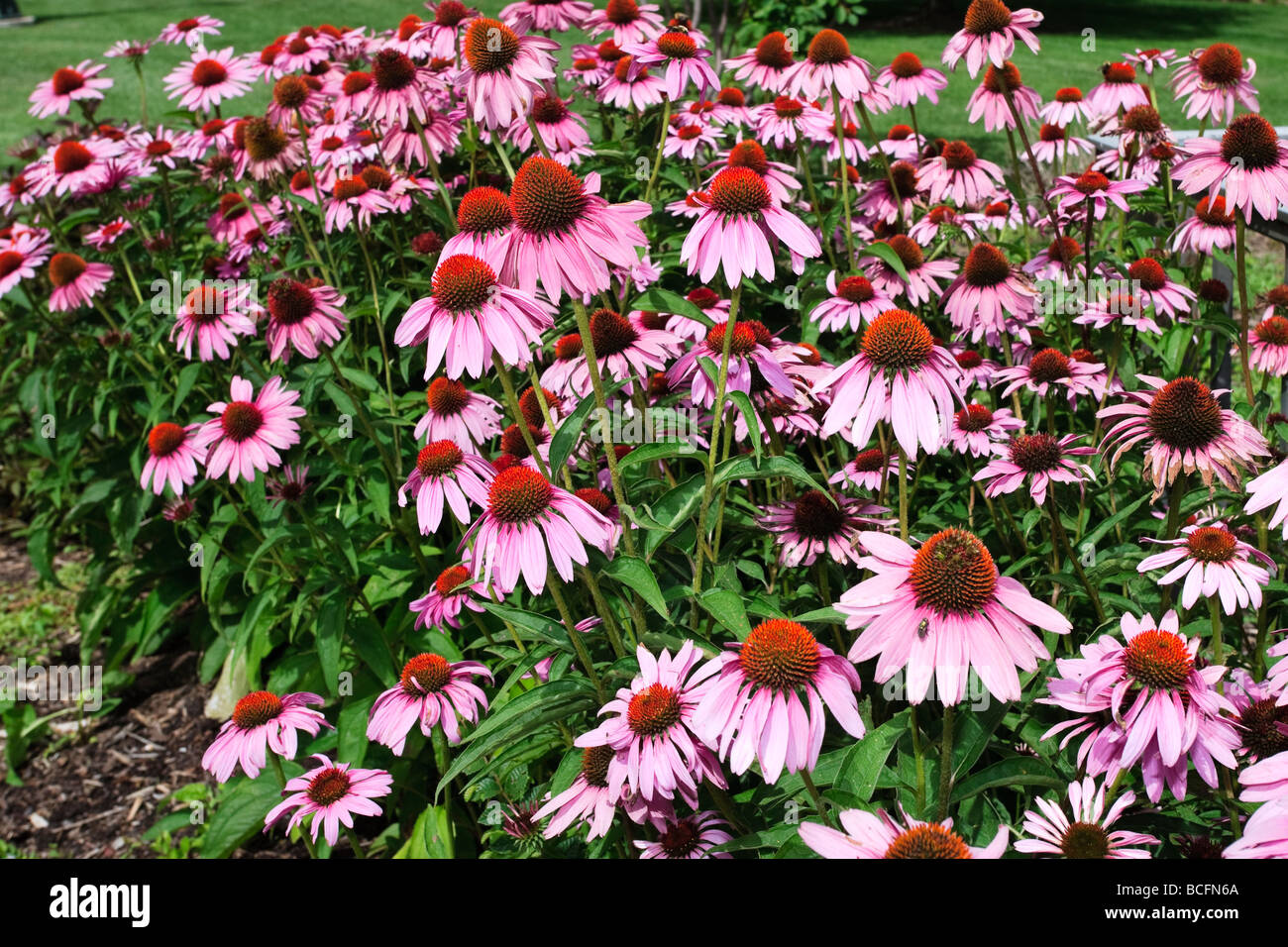 Ohio state flower hi-res stock photography and images - Alamy