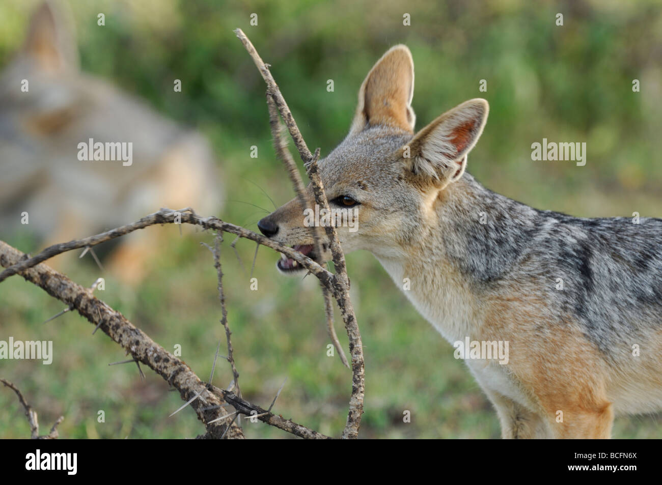 Gnaw stick hi-res stock photography and images - Alamy