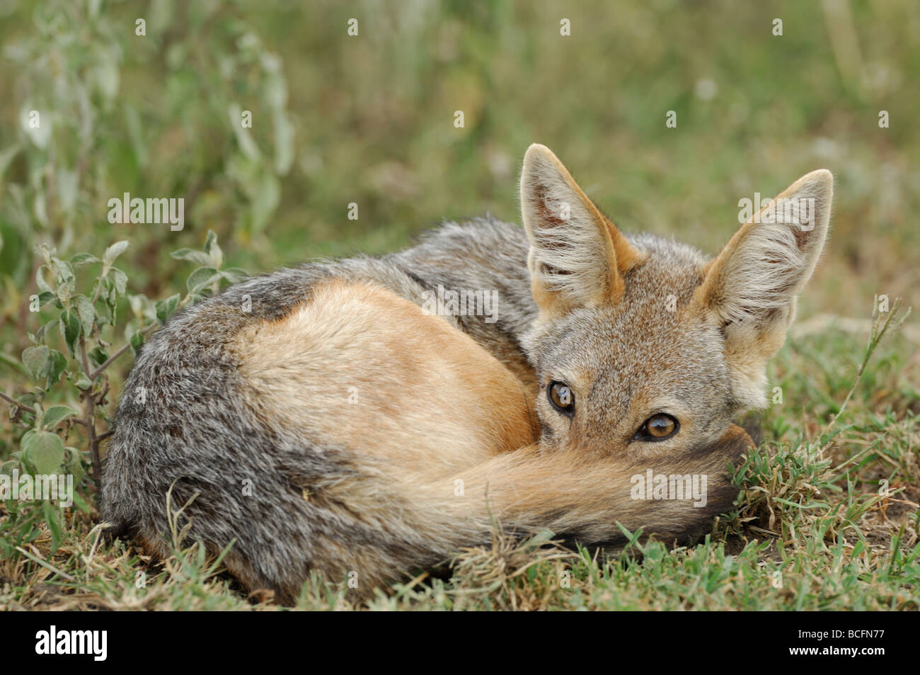Stock photo of a black-backed jackal, resting curled in a ball, Ndutu ...