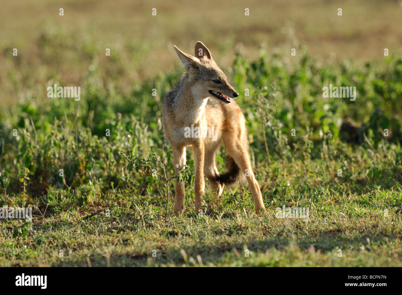 Back backed jackal hi-res stock photography and images - Alamy