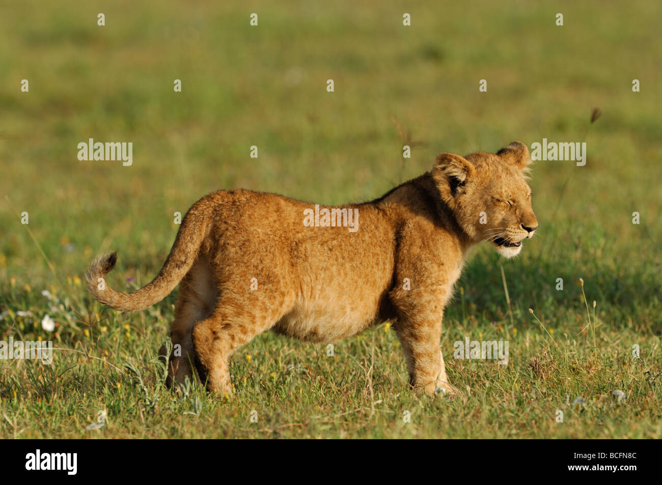 Belly pictures hi-res stock photography and images - Alamy