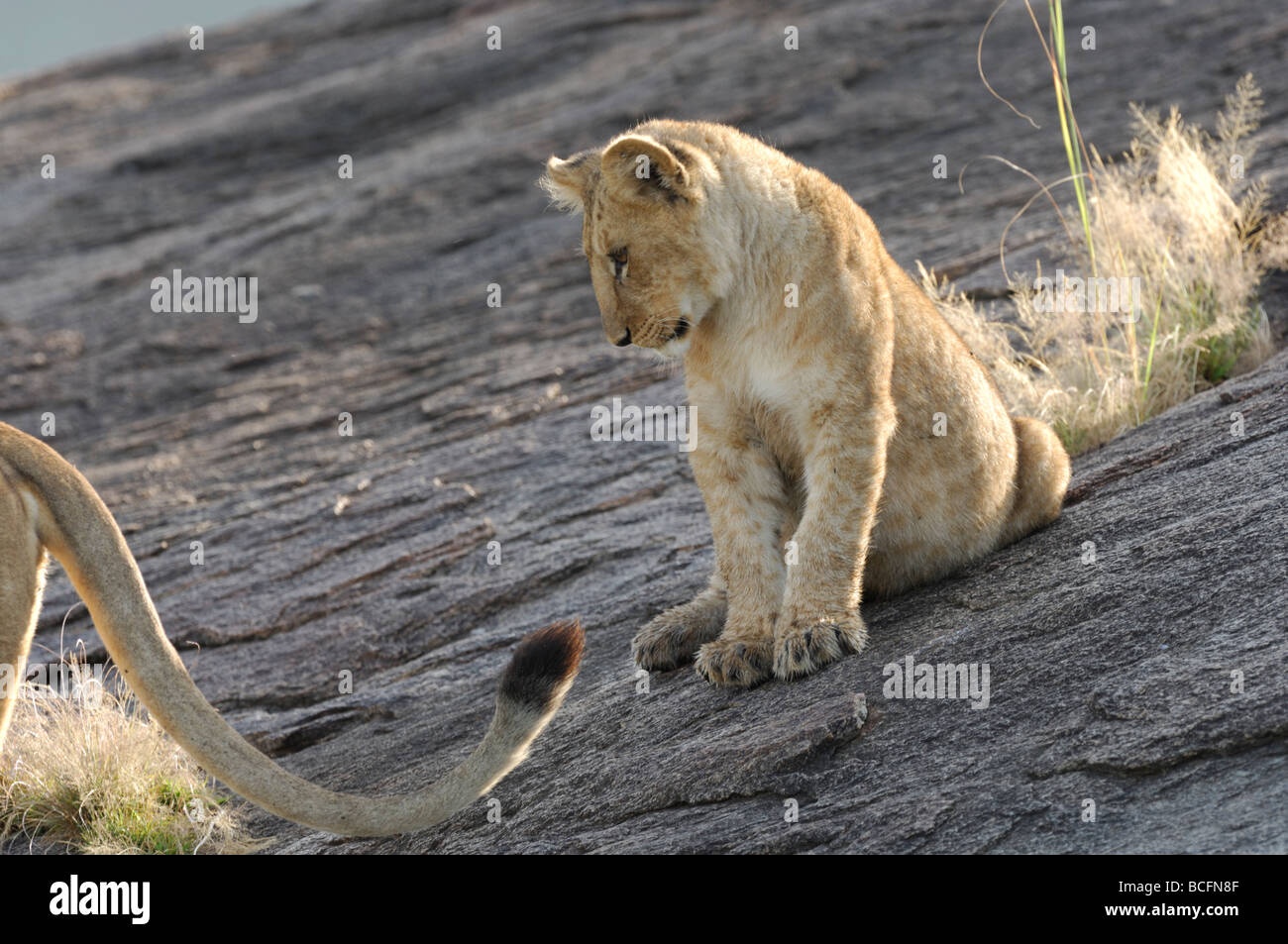 Lion tail hi-res stock photography and images - Alamy
