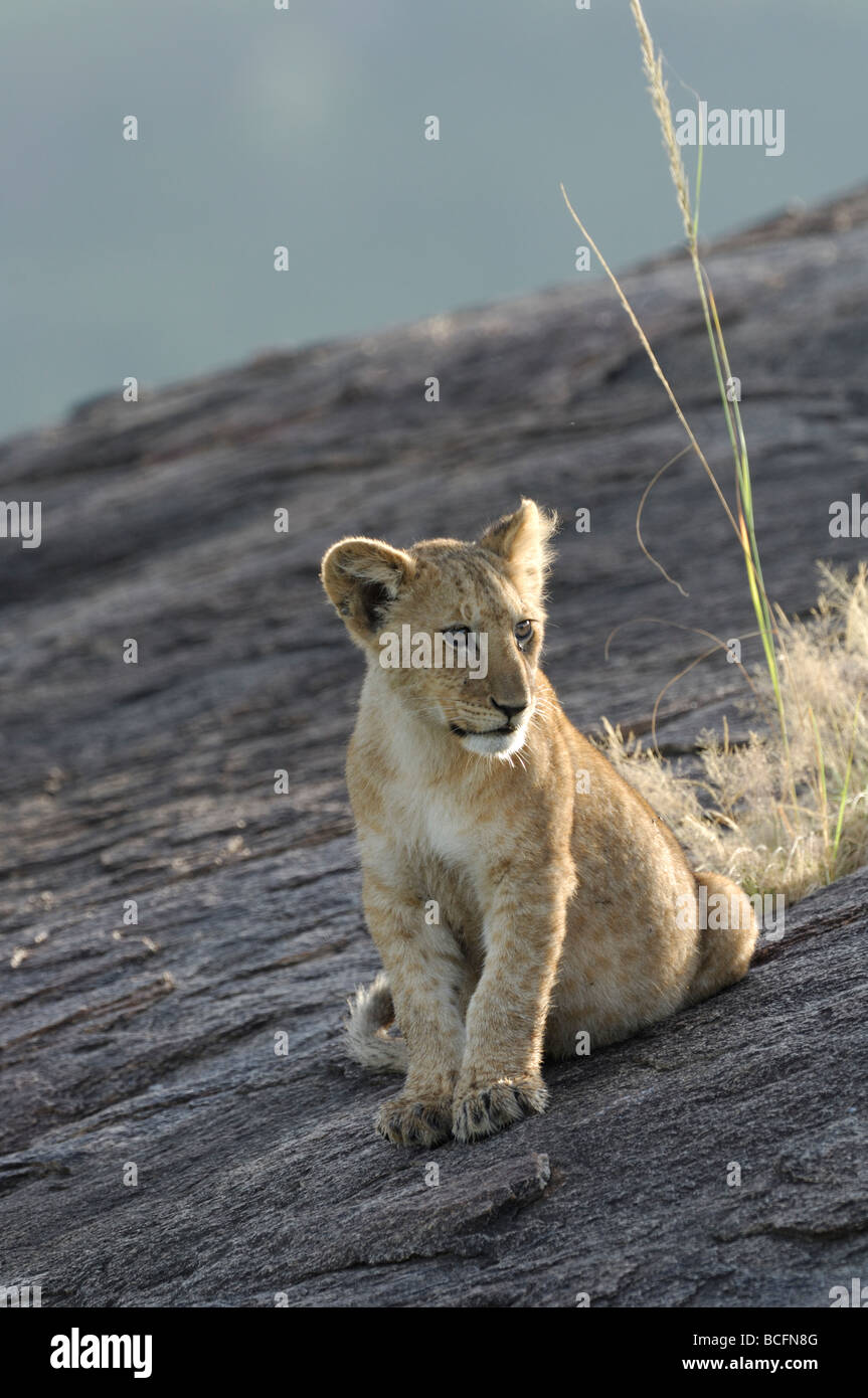 Kopje rock hi-res stock photography and images - Alamy