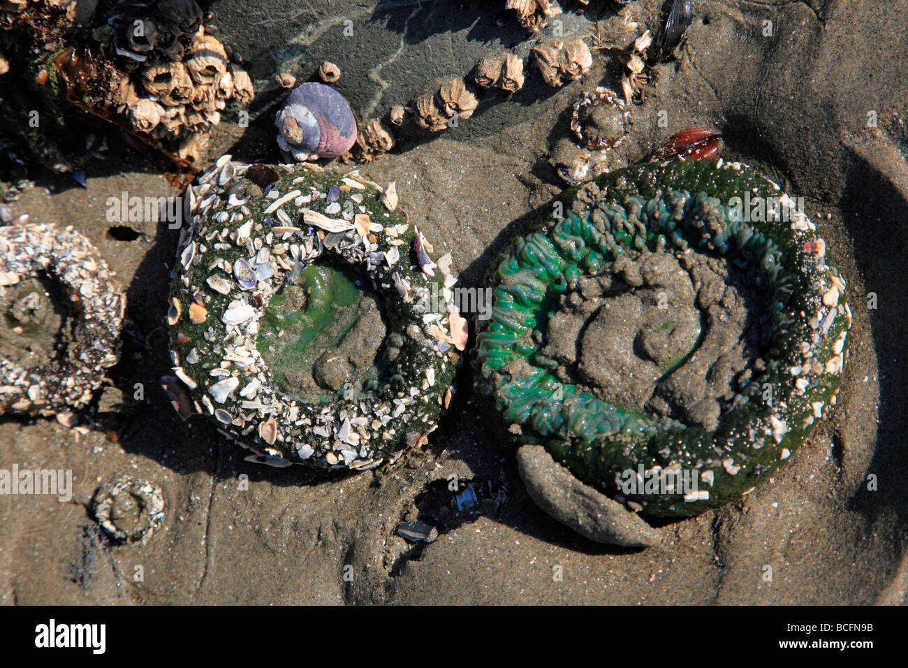 sea anemones in sand Stock Photo - Alamy