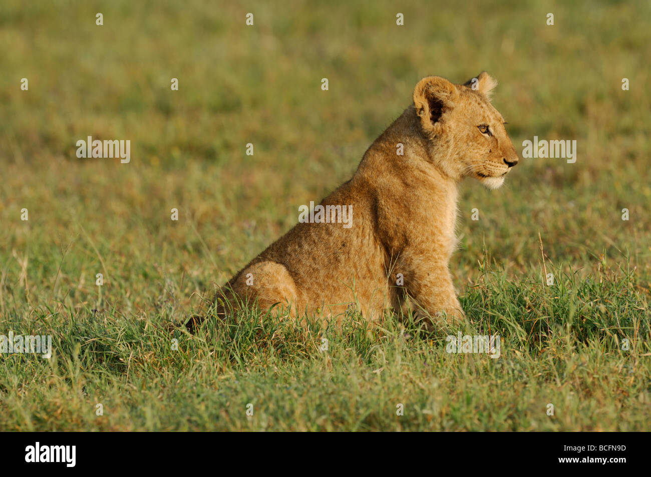 Lion cub sitting hi-res stock photography and images - Alamy