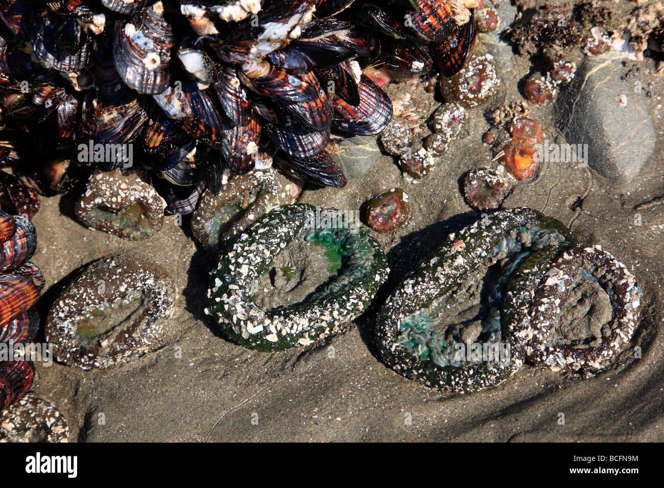Sea anemones in the sand hi-res stock photography and images - Alamy