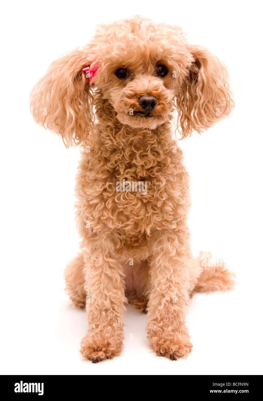 Poodle hi-res stock photography and images - Alamy