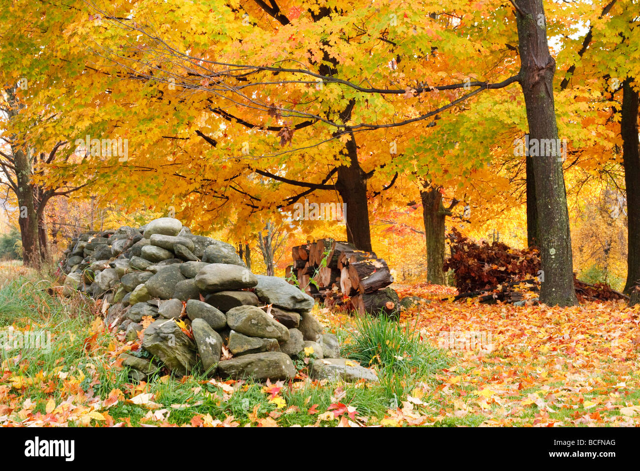 Fall foliage scene in Vermont, with stone wall, wood pile, golden ...