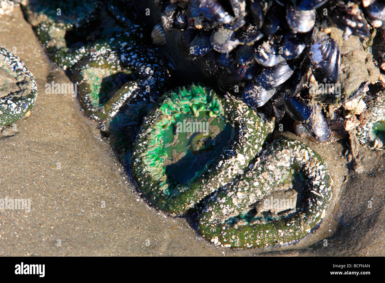 sea anemones in sand Stock Photo - Alamy
