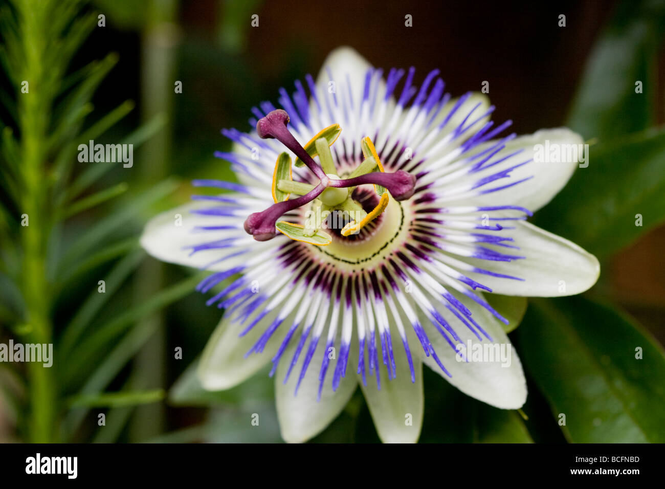 Paasifloraceae hi-res stock photography and images - Alamy