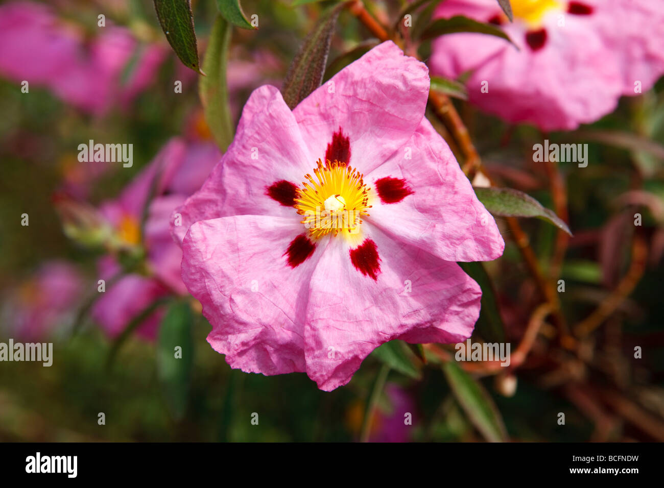 Cistus purpureus betty taudevin hi-res stock photography and images - Alamy
