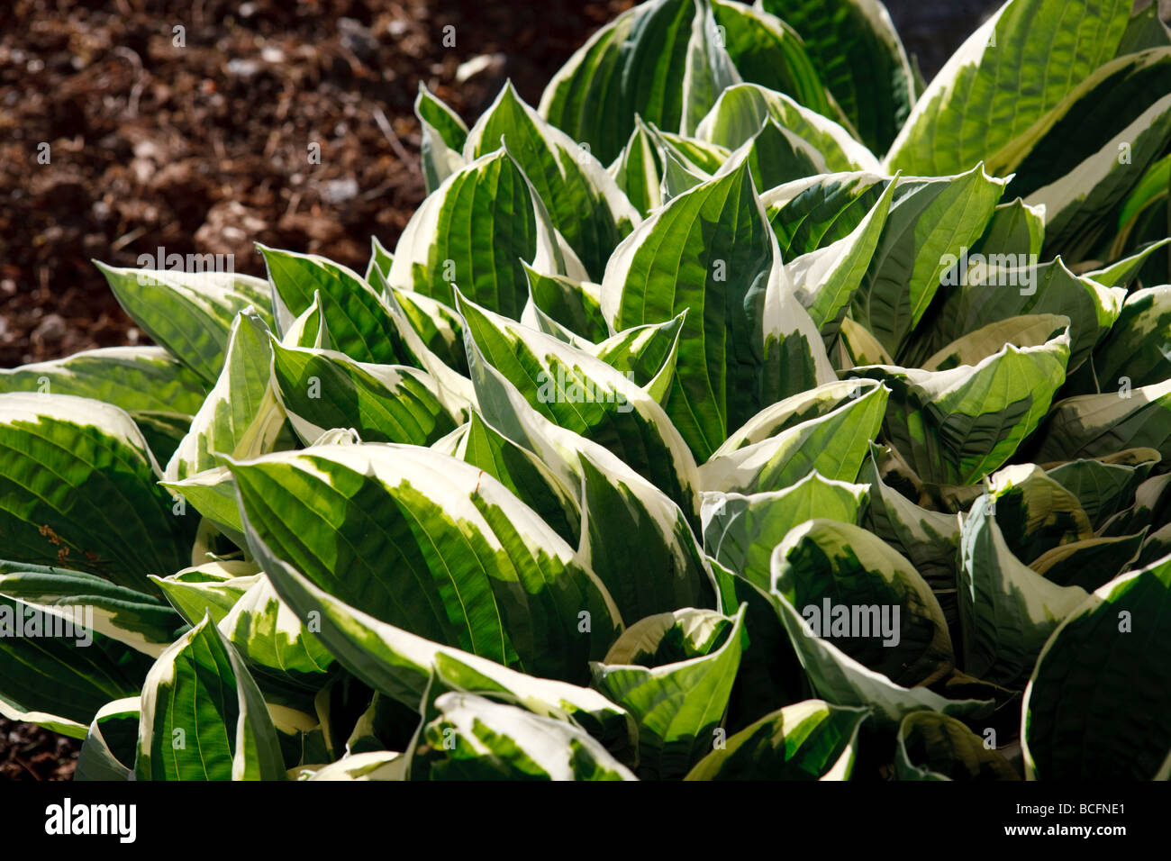 Hosta fortunei francee hi-res stock photography and images - Alamy