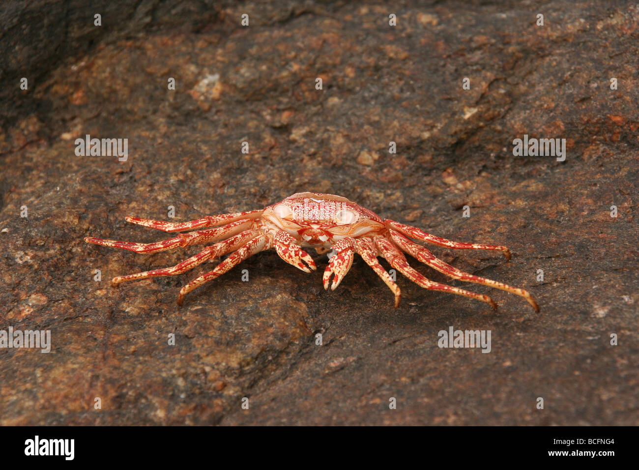 Earth crab hi-res stock photography and images - Alamy