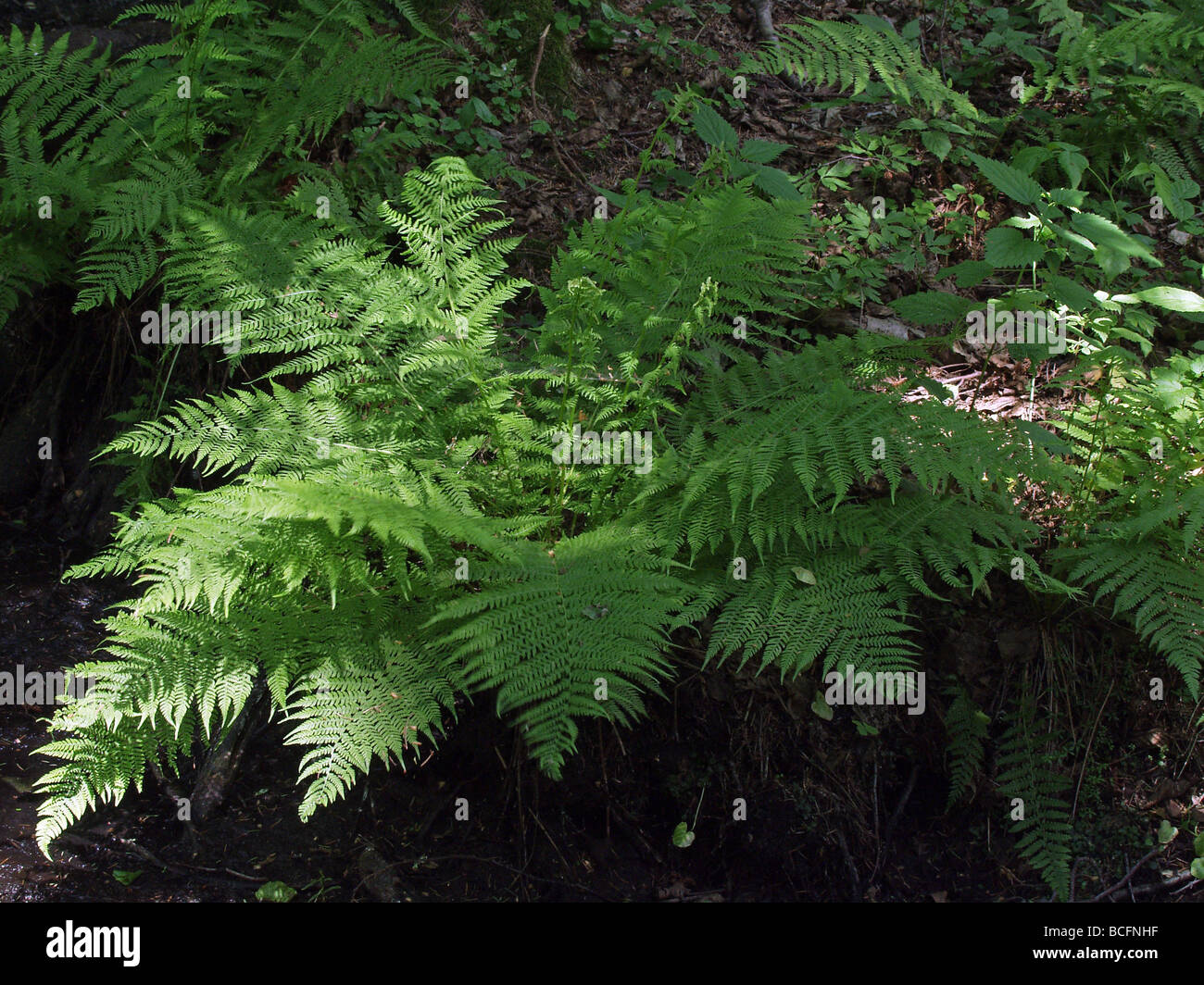 Big fern mainly in shadow Stock Photo - Alamy