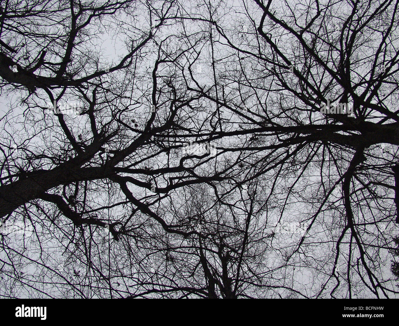 Crown canopy hi-res stock photography and images - Alamy